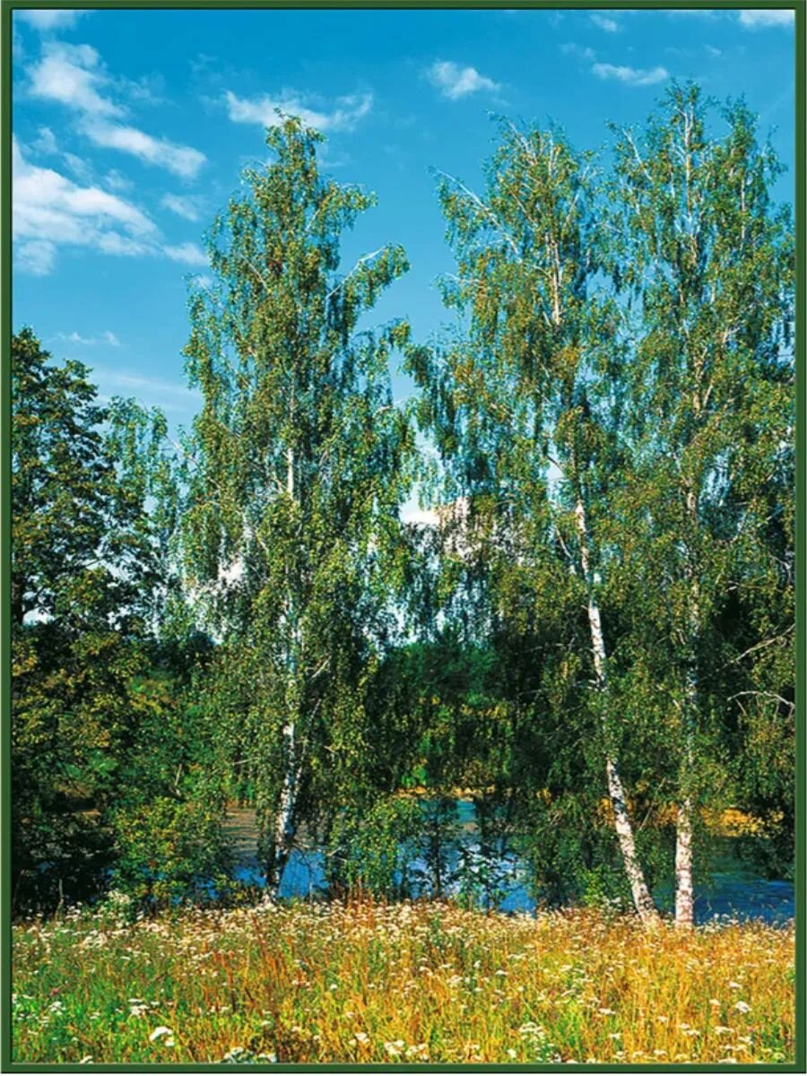 Фотообои бумажные глянцевые Березки 134*196 см