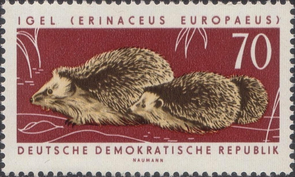 (1963-050) Марка Германия (ГДР) "Северный еж" Охраняемые животные III гашеная