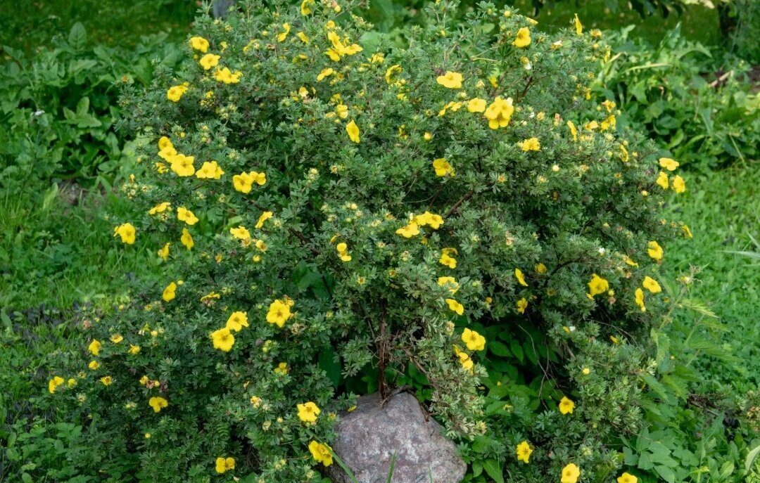 Лапчатка кустарниковая (Potentilla fruticosa), 25-30, С5