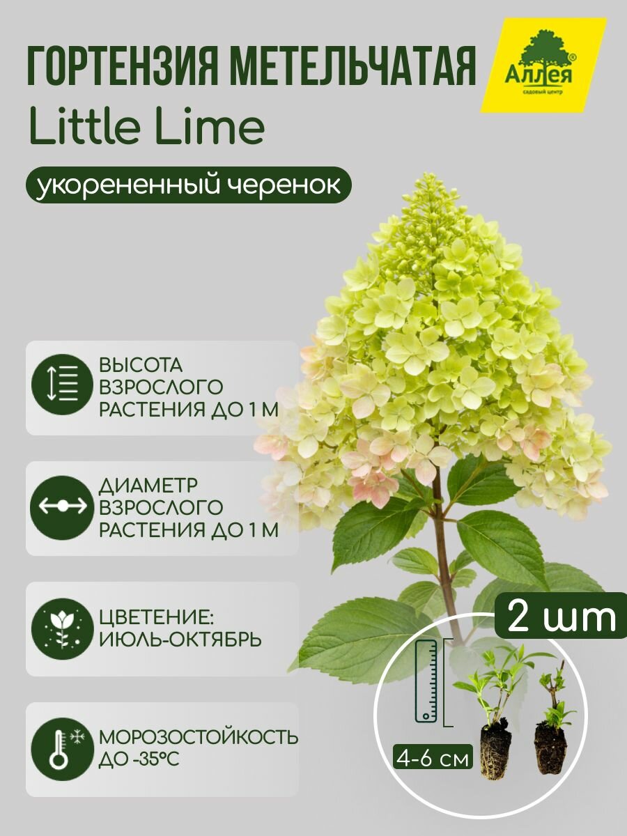 Гортензия метельчатая Little Lime укорененный черенок 2шт