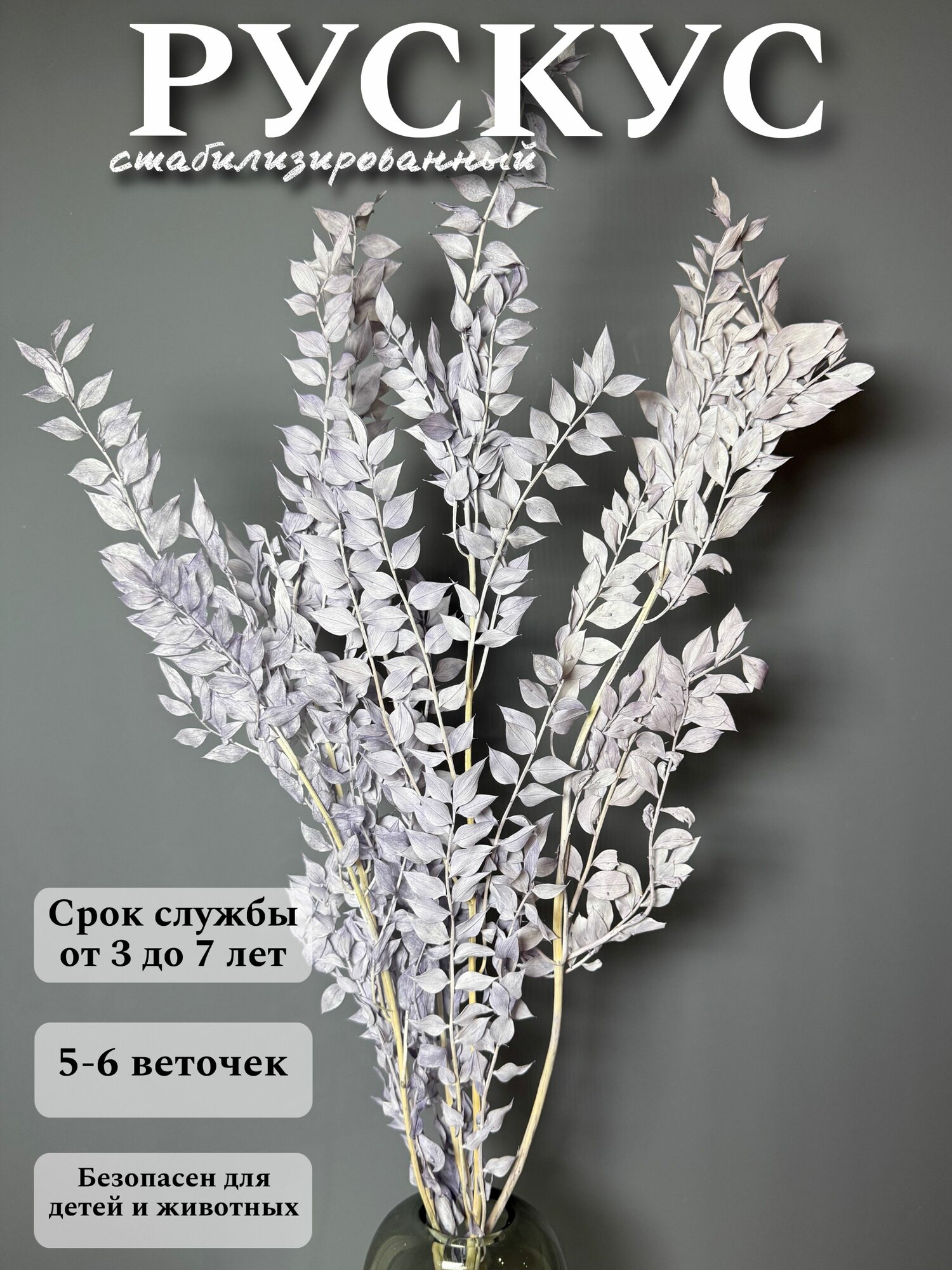 Рускус итальянский стабилизированный натуральный сухоцвет для декора