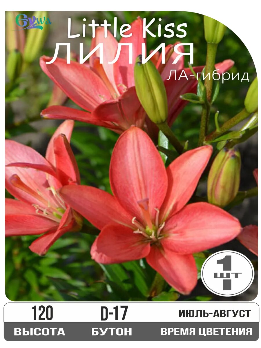 Лилия луковицы многолетние Литтл Кисс, ЛА-гибрид, 1шт. высота 120 см,