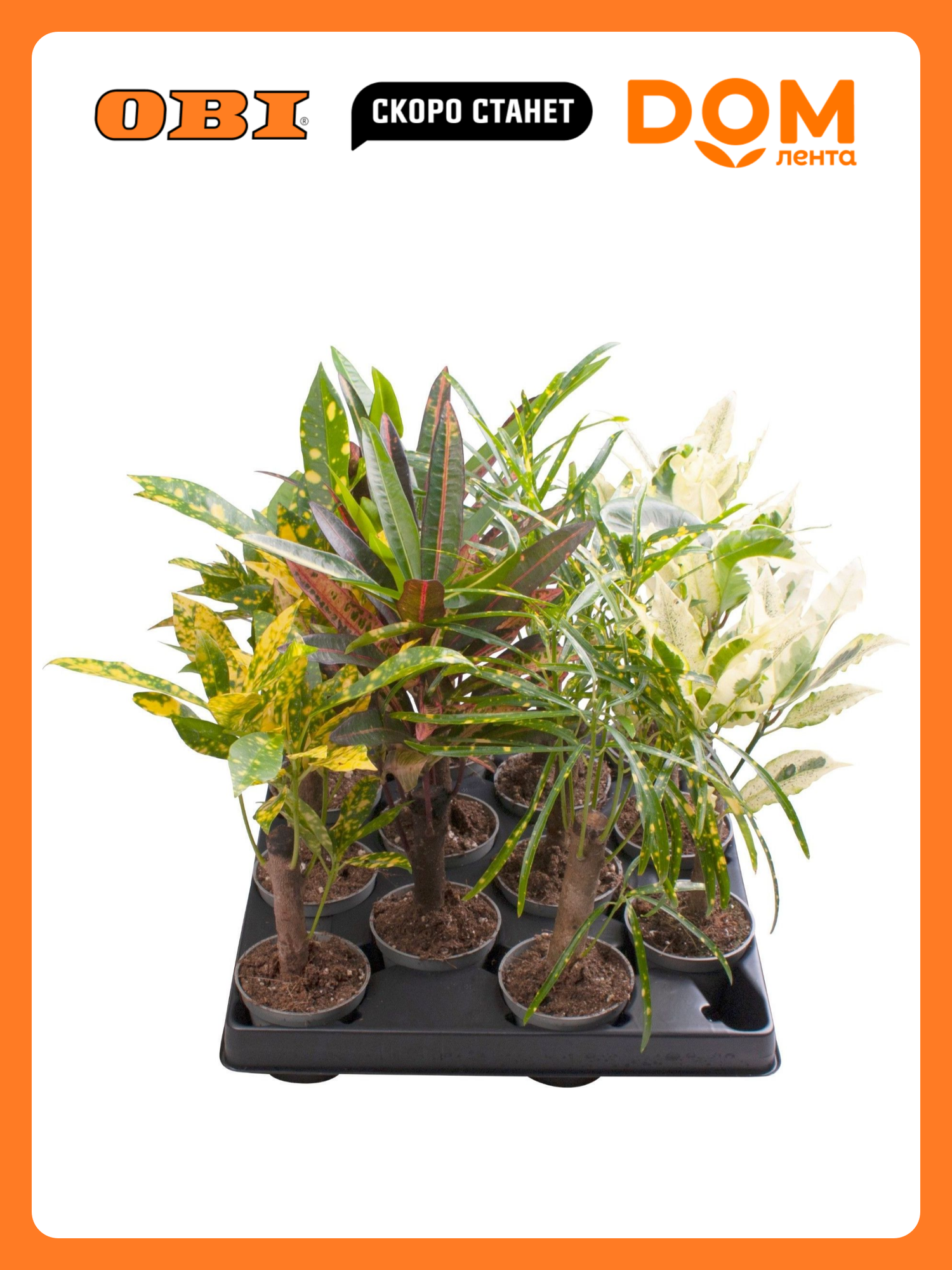 Растение кодиеум "Кане микс", высота 27см, диаметр горшка 6см