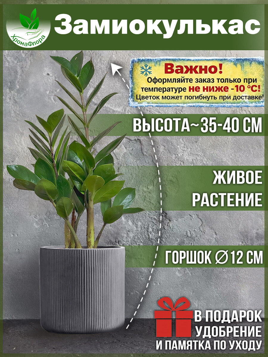 Замиокулькас в горшке живой цветок растение для дома Долларовое дерево 40 см