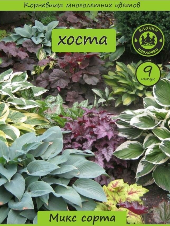 Хоста Корневище, Микс сортов, 9шт.