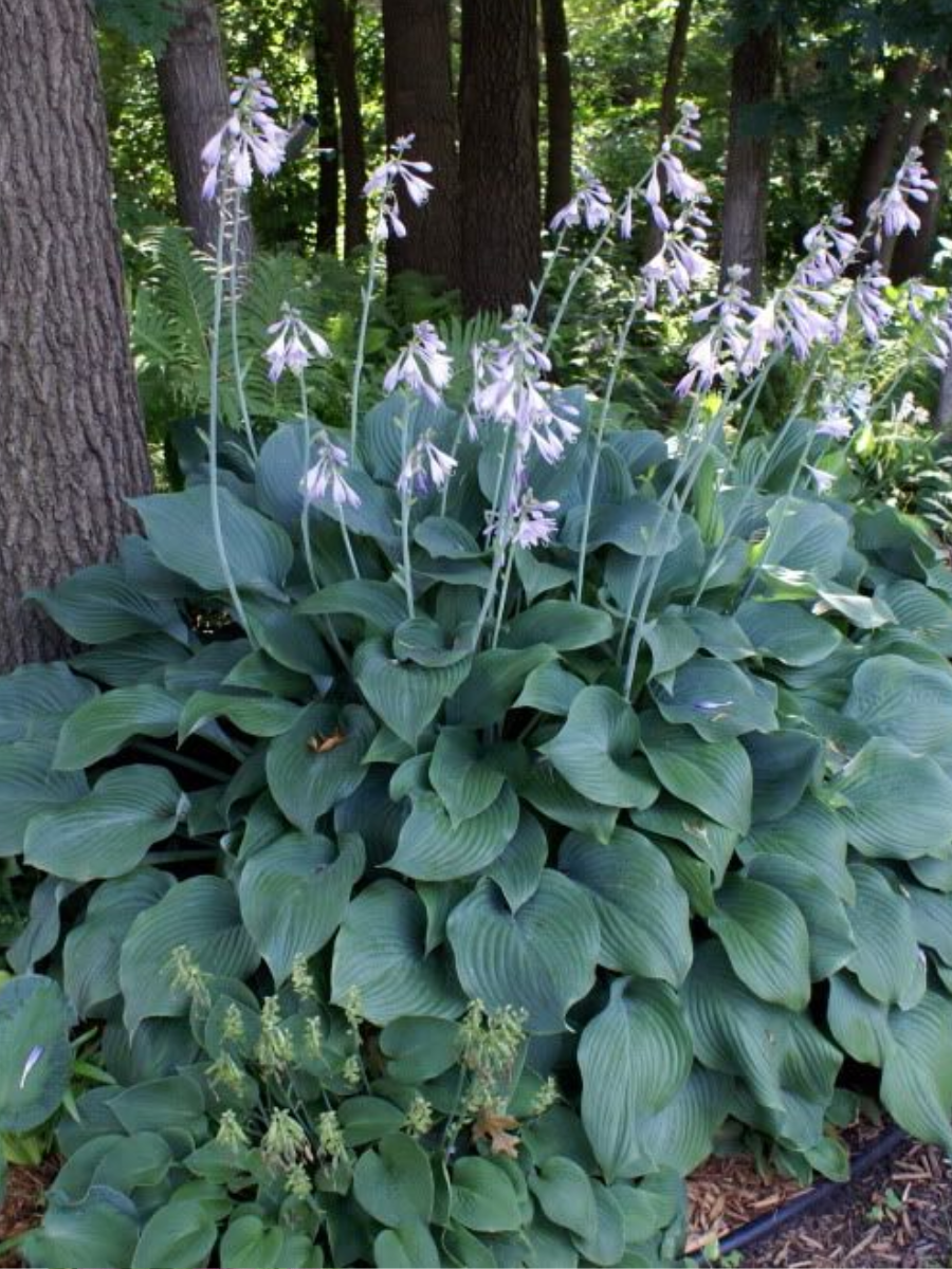 Клубни цветов, chipollino flowers, Хоста BLUE ANGEL (корень)