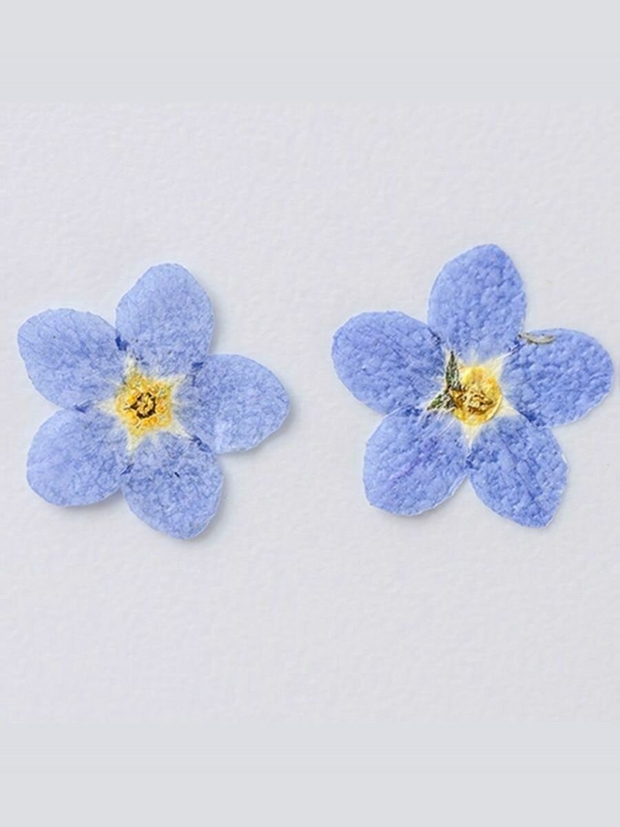 Сухоцветы, 48 шт — фото 1