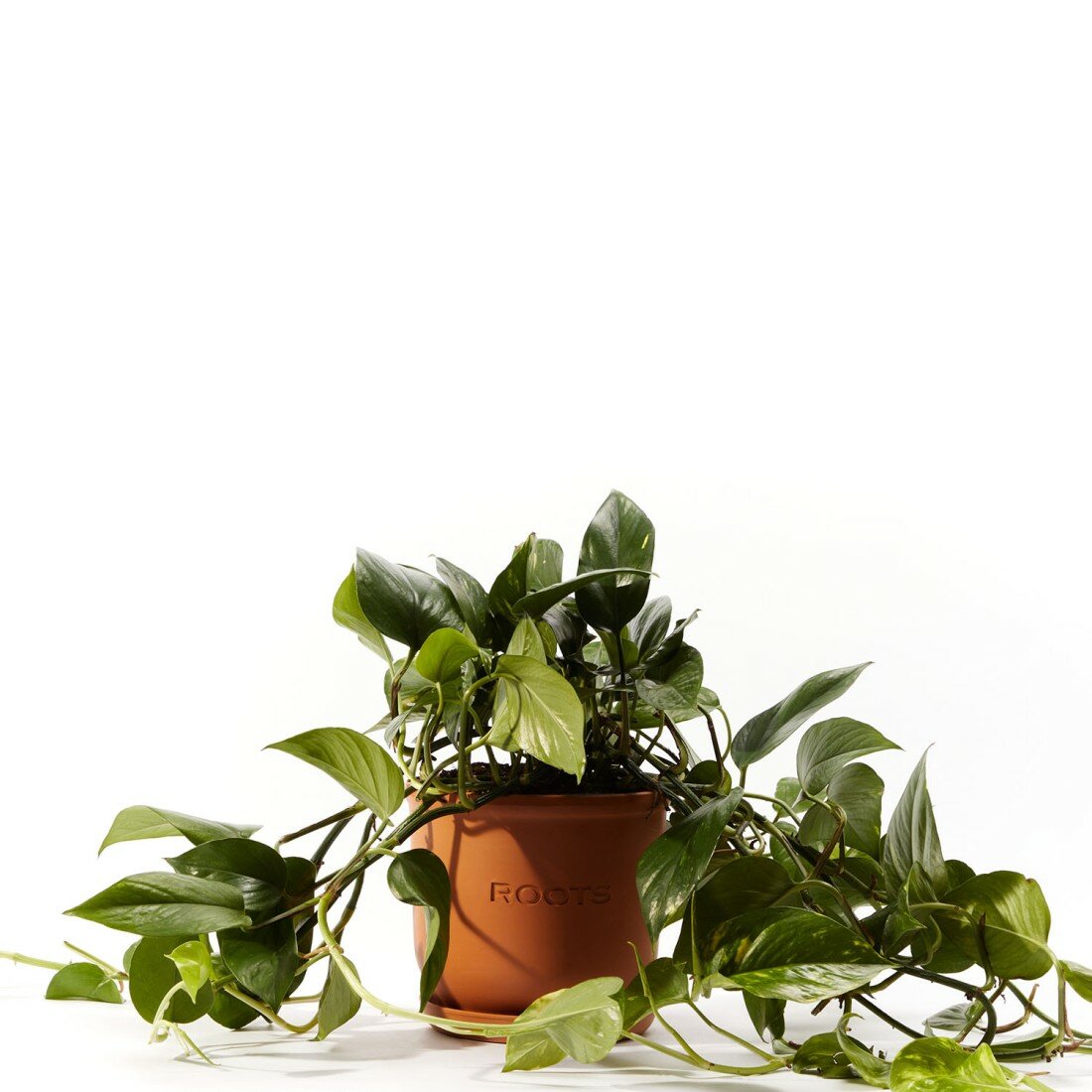 Эпипремнум Ауреум ампельный d17