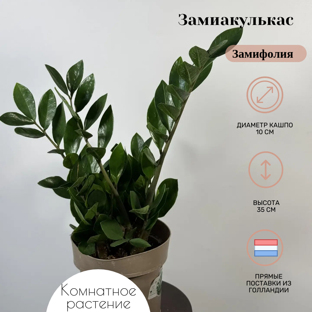 Комнатное растение Замиакулькас Замифолия в транспортировочном кашпо, высота 35 см