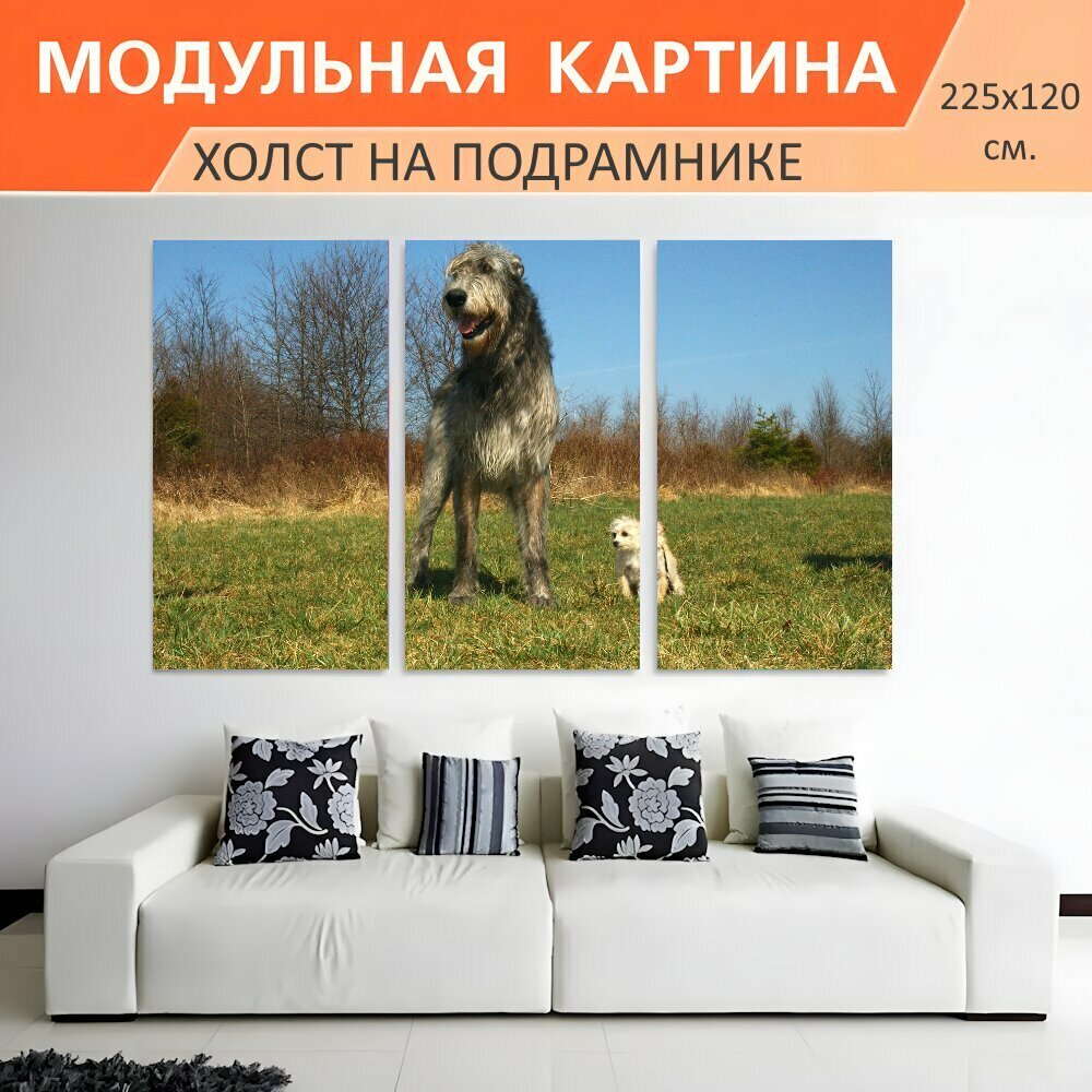 Модульная картина на холсте "Ирландский волкодав, чихуахуа пудель смеси, собаки" триптих на подрамнике 225х120 см. для интерьера