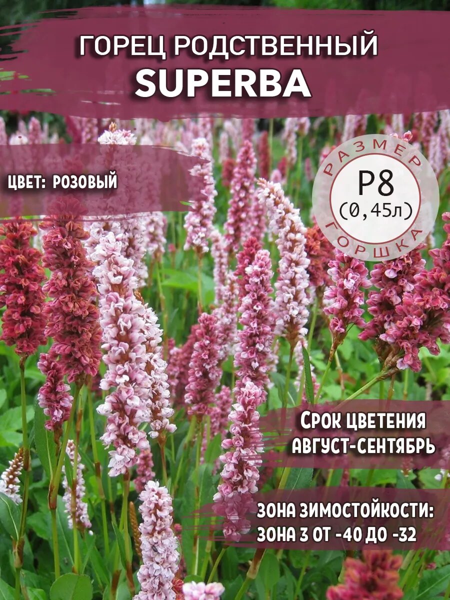 Горец родственный Садовые Растения "Superba" , многолетник, высота до 25 см