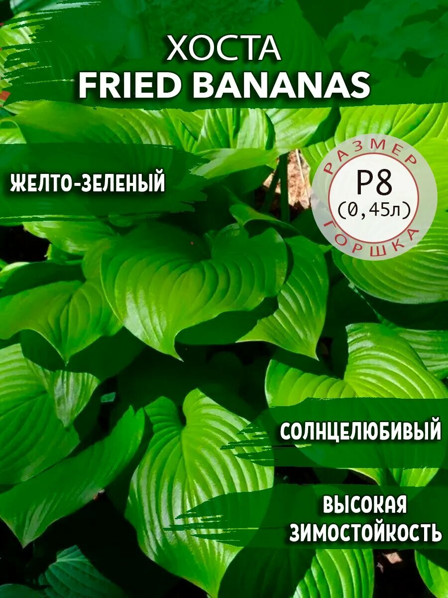 Хоста Fried Bananas
