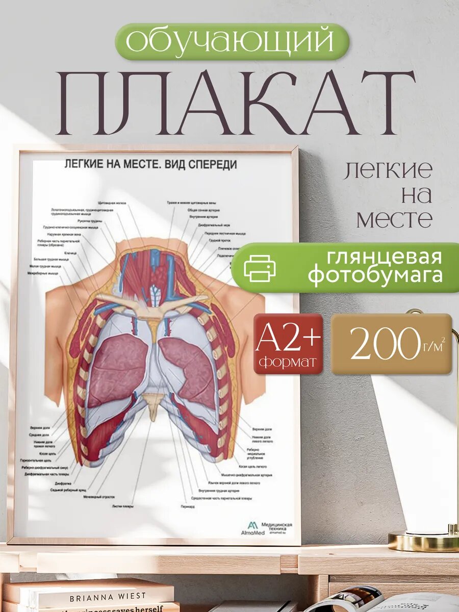 Обучающий плакат "Легкие на месте. Вид спереди (анатомия человека)", размер А2+, глянцевая фотобумага от 200г/м2