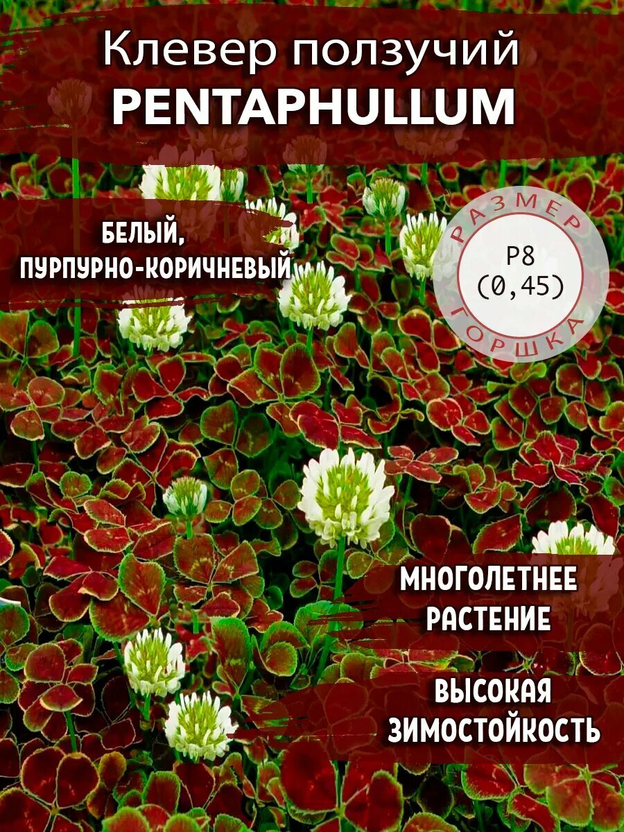 Клевер ползучий Pentaphyllum