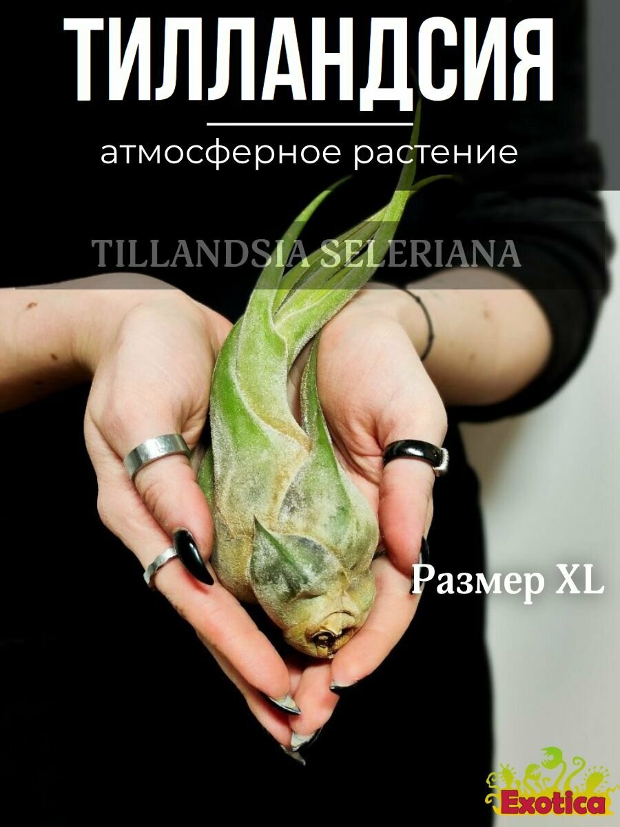 Тилландсия Селериана XL (Tillandsia Seleriana), атмосферное растение