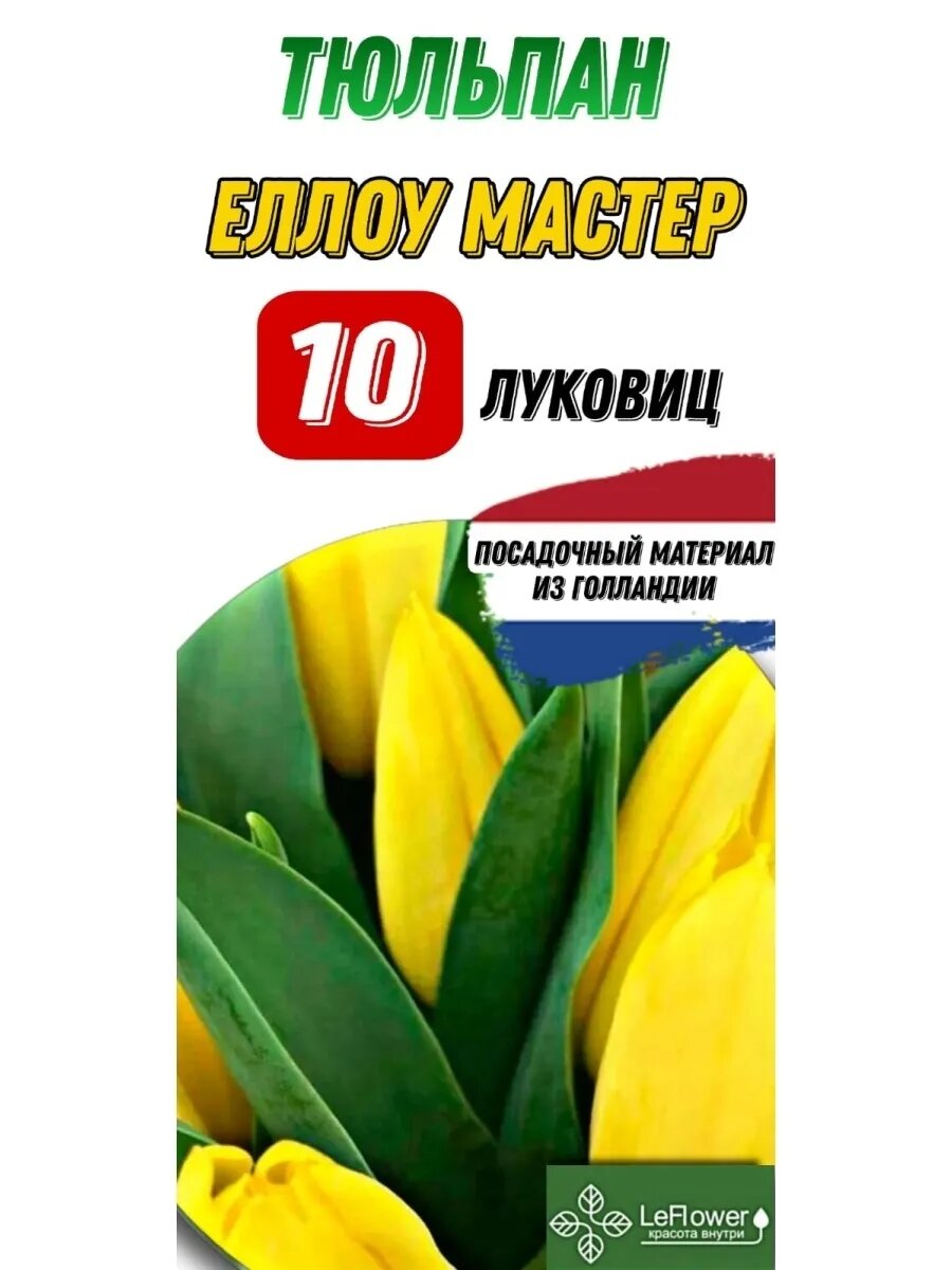 Тюльпан Луковица, Еллоу Мастер, 10шт
