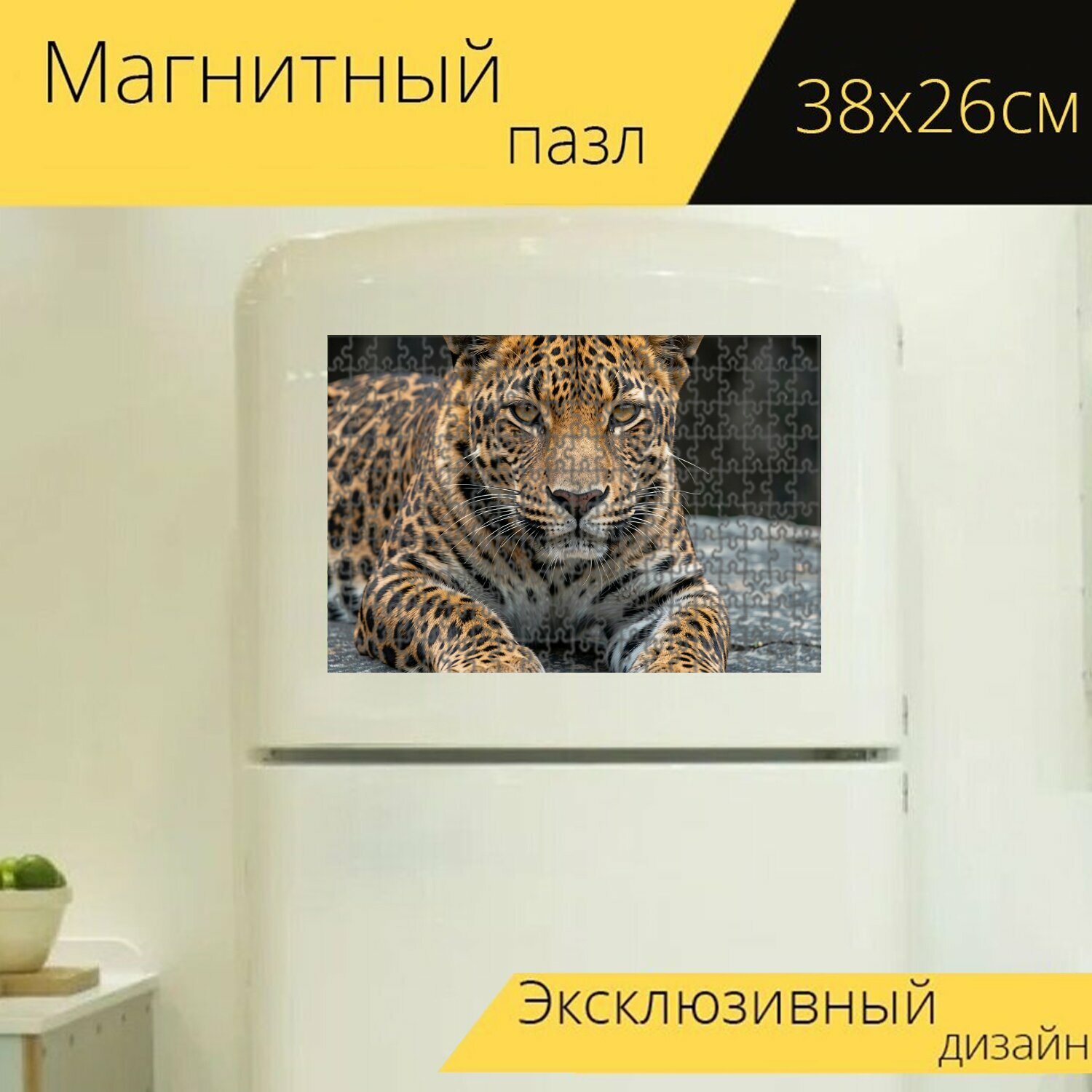 Магнитный пазл "Леопард крупным планом. Детализированное изображение хищной кошки на камнях, золотисто-черный пятнистый окрас, пронзительный взгляд." для интерьера, 38х26 см.