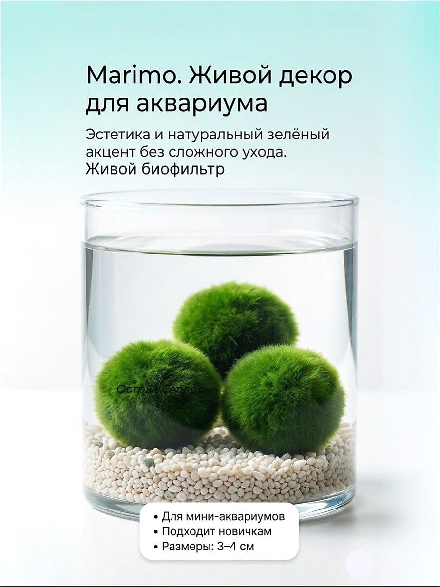 Кладофора Marimo для аквариума 3,4 см, живой декор, шарик водоросли, аквариумное растение, 1 шт.