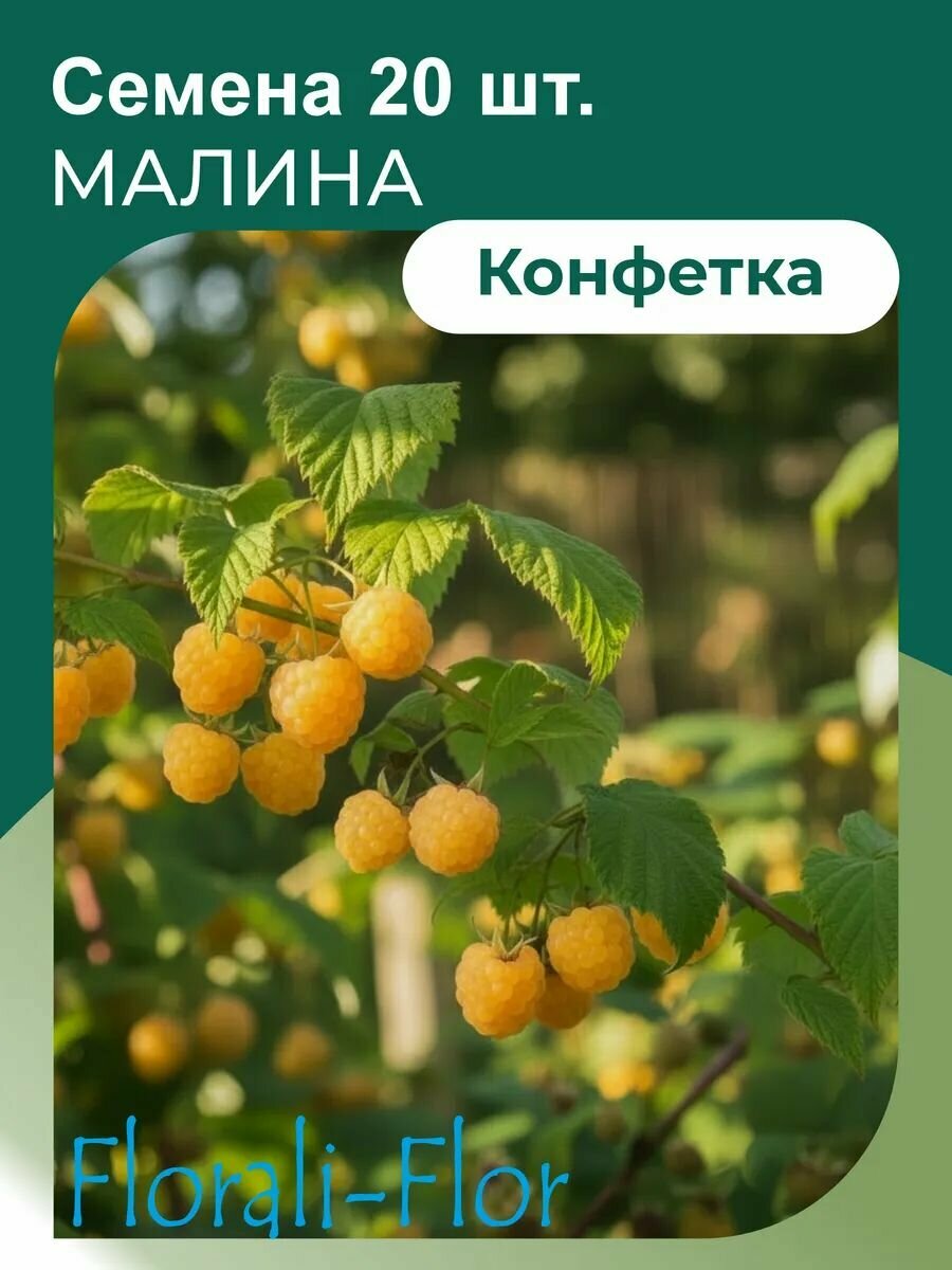 Малина Семена