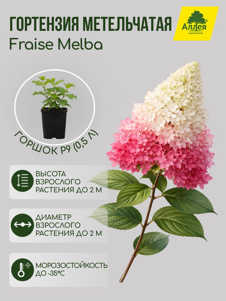Гортензия метельчатая Fraise Melba P9