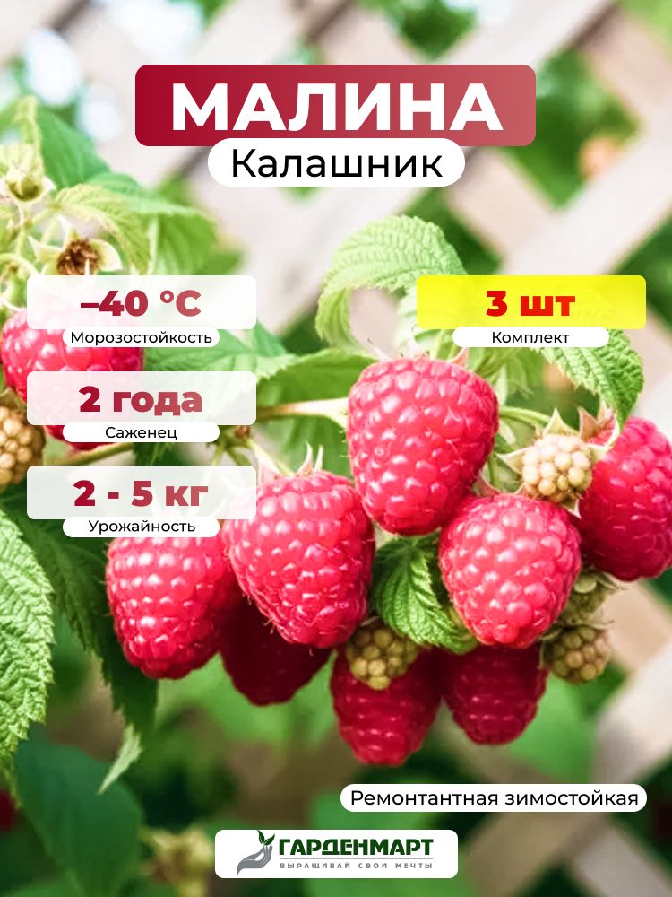 Саженец Малина ремонтантная зимостойкая Калашник, комплект 3 шт.