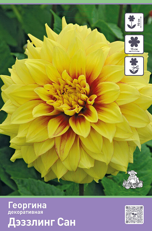Луковицы Георгины Дэззлинг Сан 1 шт