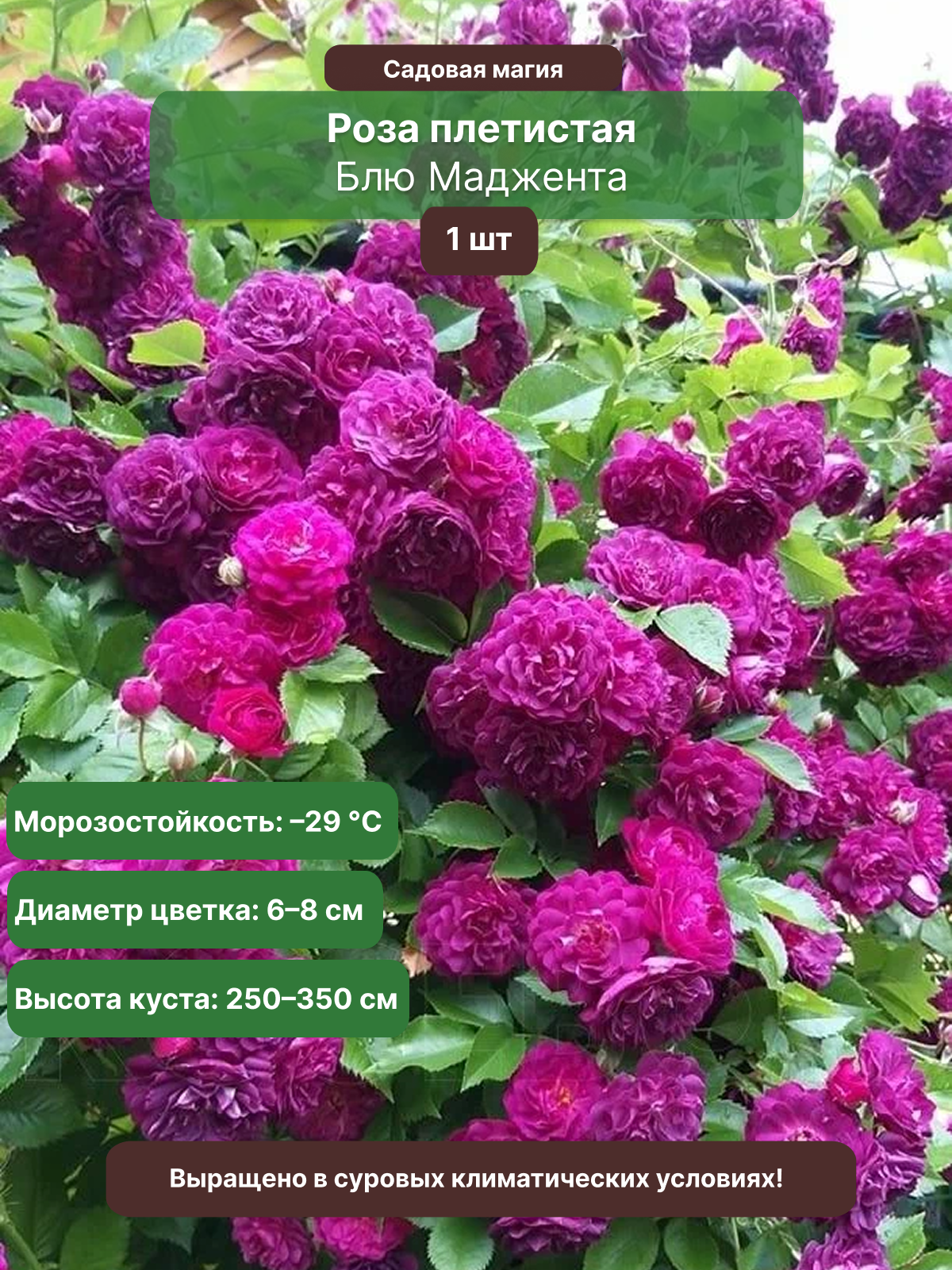 Роза плетистая Блю Маджента , 1 саж . многолетняя , фиолетовая