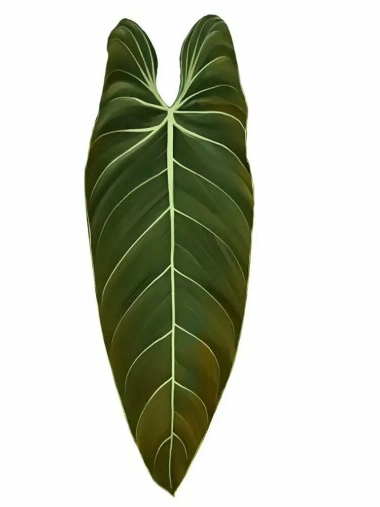 Магия Растений: Редкие тропические растения, креативные магниты на холодильник, декор для дома, серия растительных магнитов