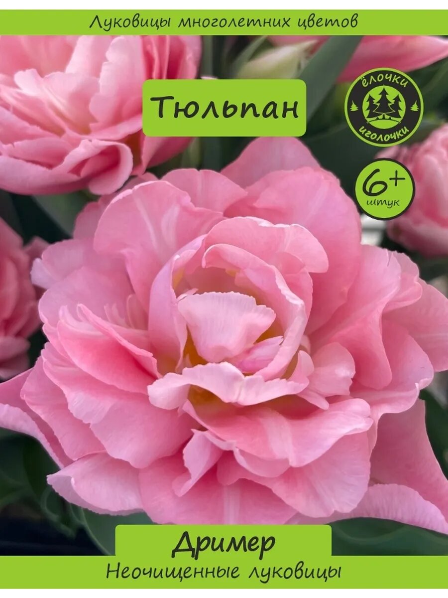Тюльпан Луковица, Дример, 6+ шт