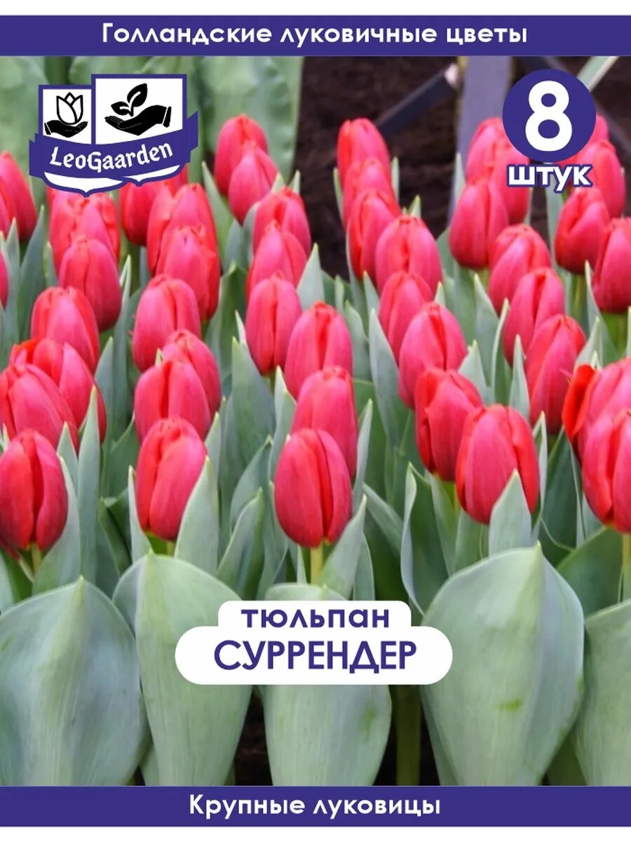 Тюльпан Луковица Сурриндер 8 шт