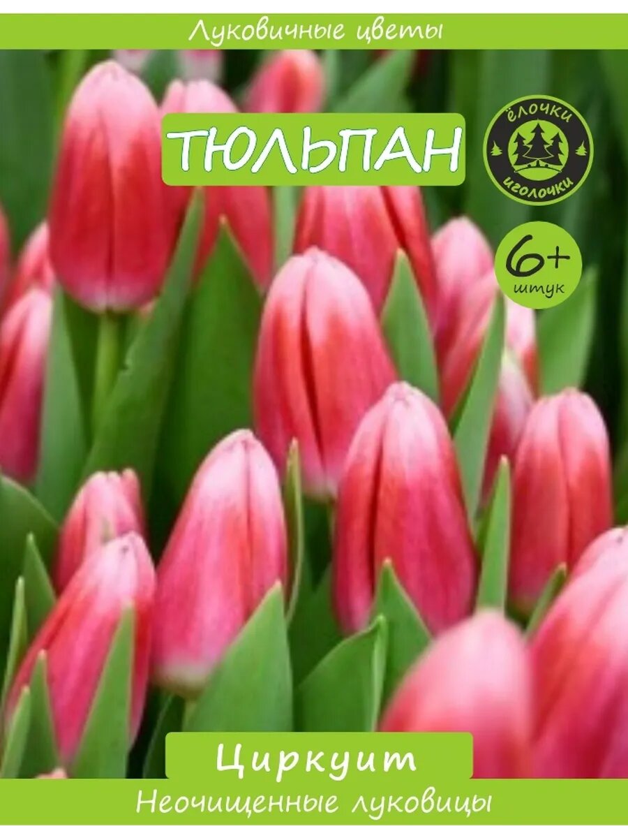 Тюльпан Луковица, Циркуит, 6+ шт