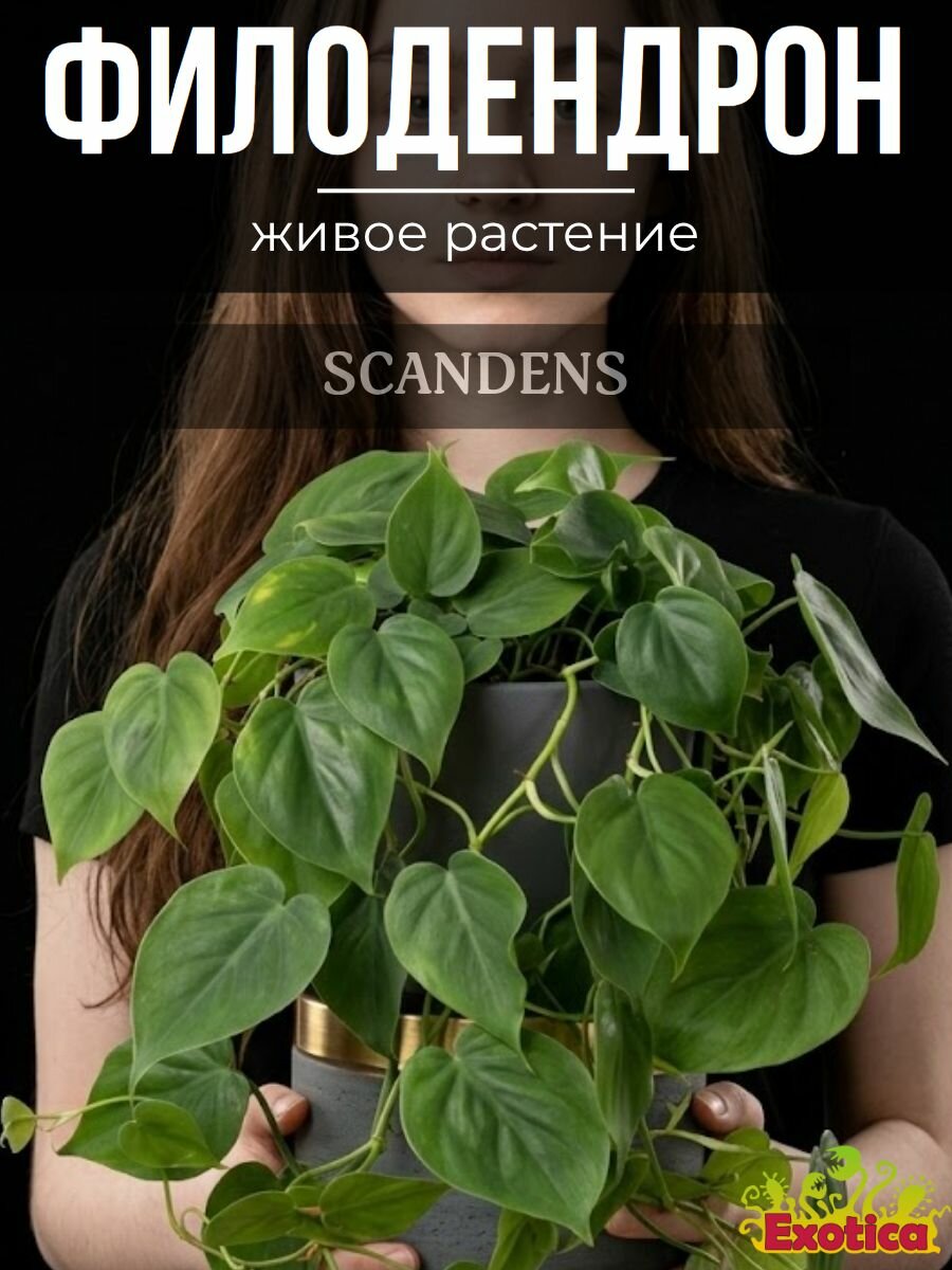 Филодендрон Сканденс (Philodendron Scandens) D6см, комнатный цветок