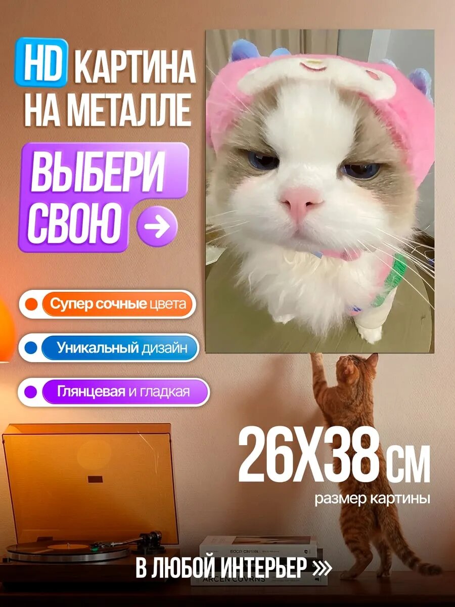 Картина на HD металле Кот в шапке