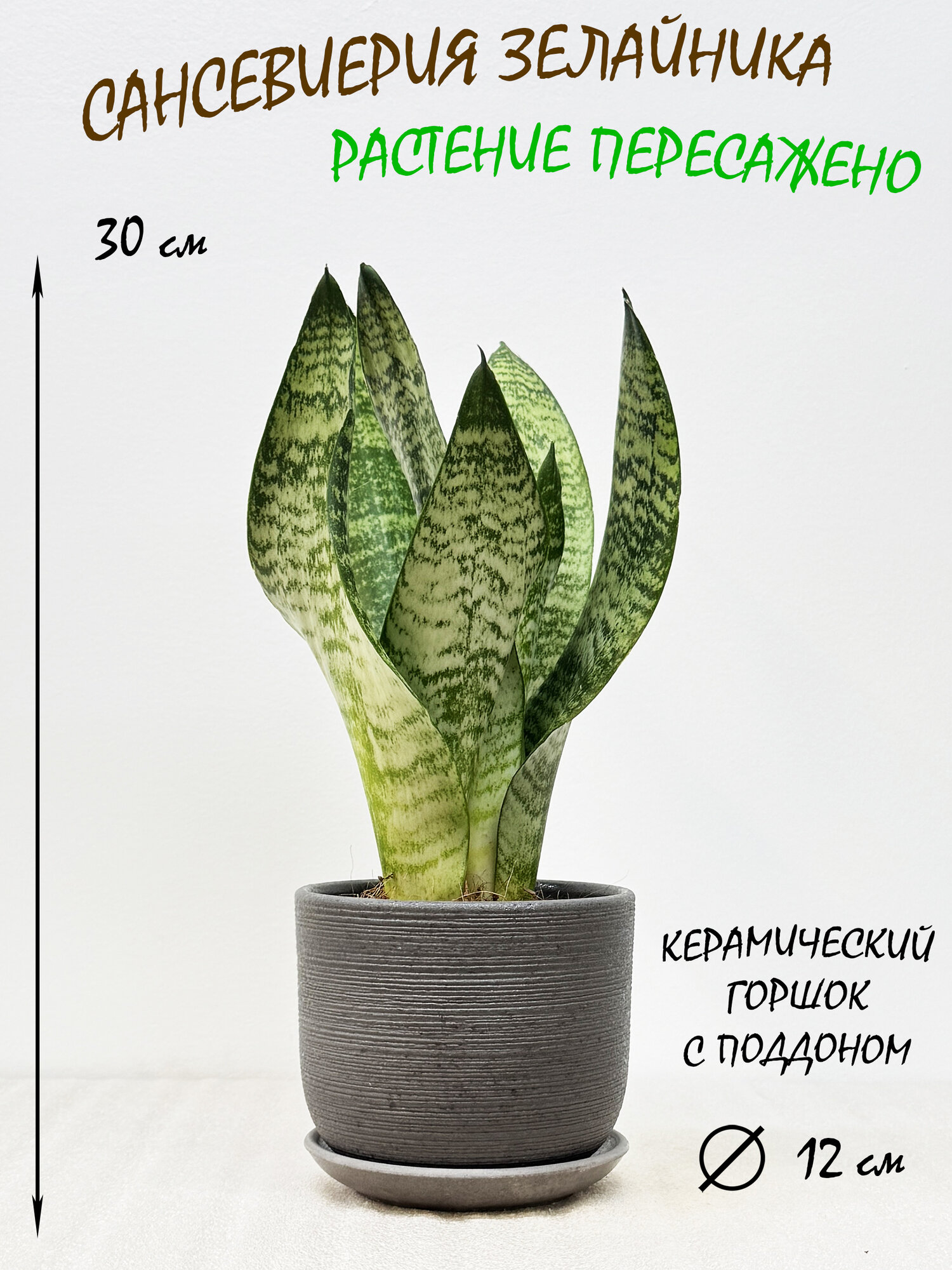 Сансевиерия Зелайника в сером керамическом горшке с поддоном, высота 25-30см