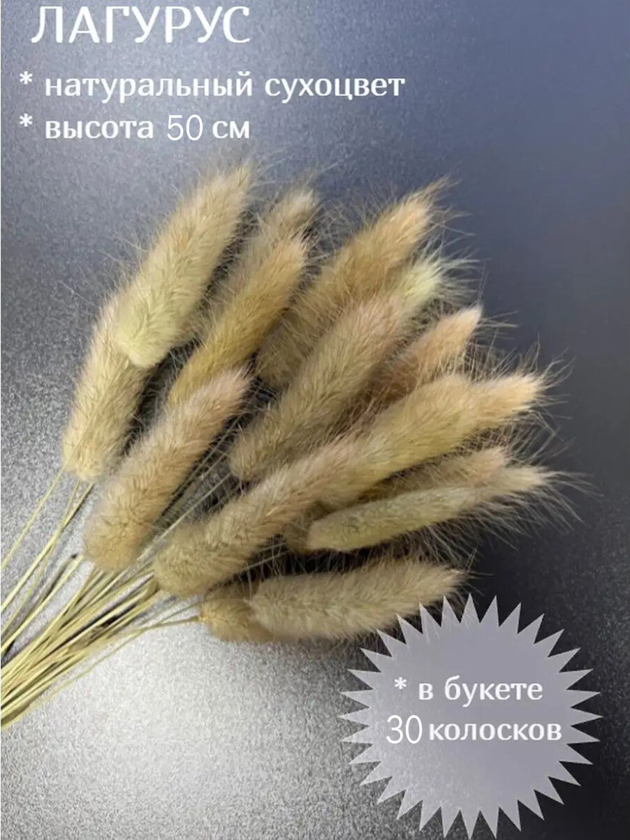 Сухоцветы Лагурус, 50 см, 30 шт