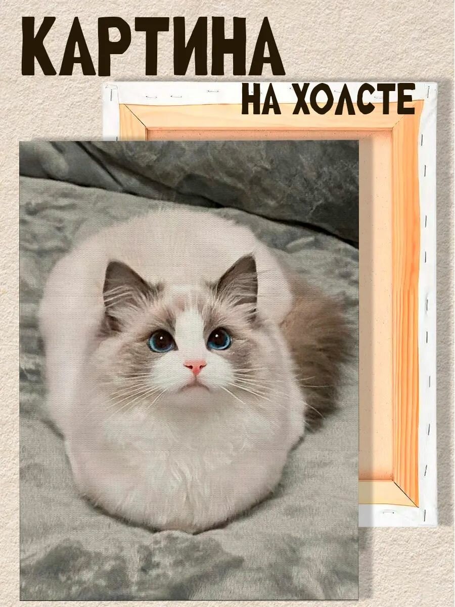 Картина на стену Милые котики, на подрамнике, 1шт, 38х25 размер.