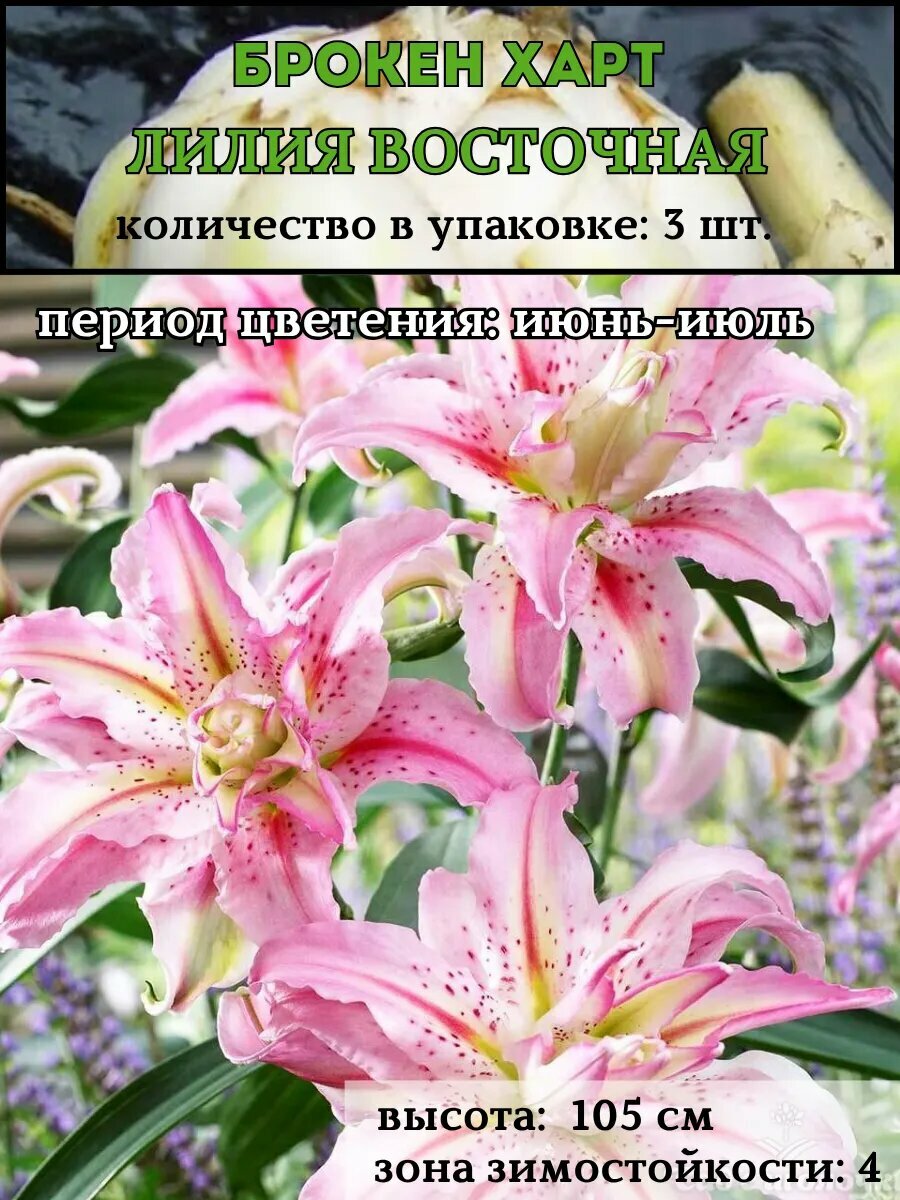 Лилия восточная, луковицы 3 штуки