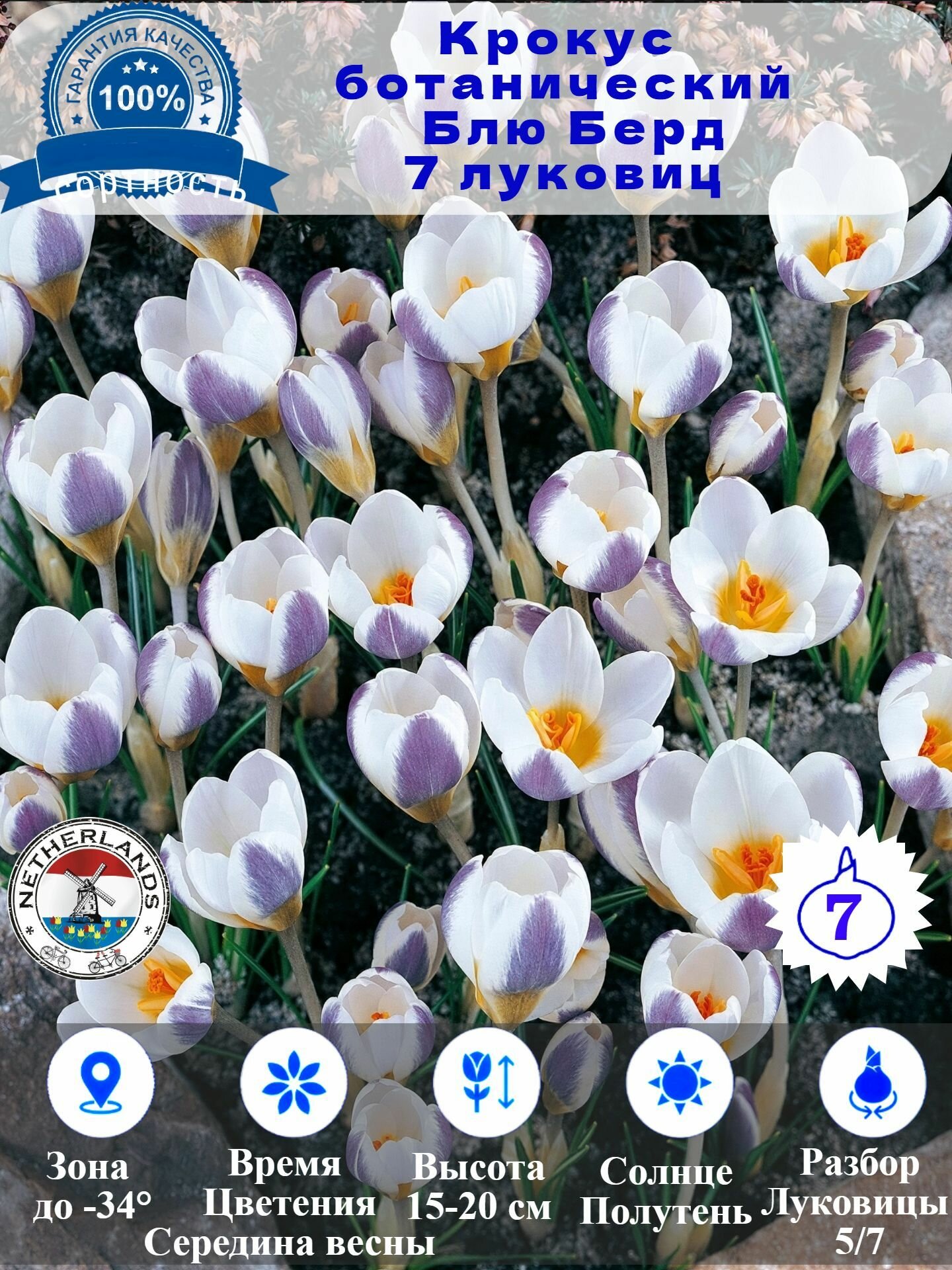 Крокус ботанический Блю Берд, луковицы 7 штук