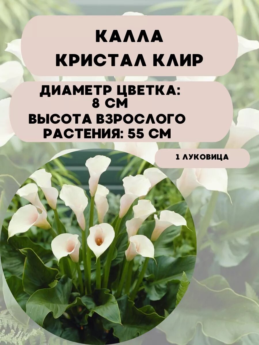 Калла цветок: Луковицы калла