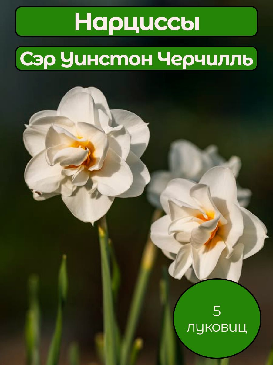 Нарциссы Сэр Уинстон Черчиль луковицы 5 шт