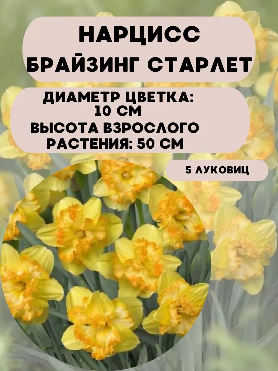Луковицы нарцисса крупнокорончатый махровый