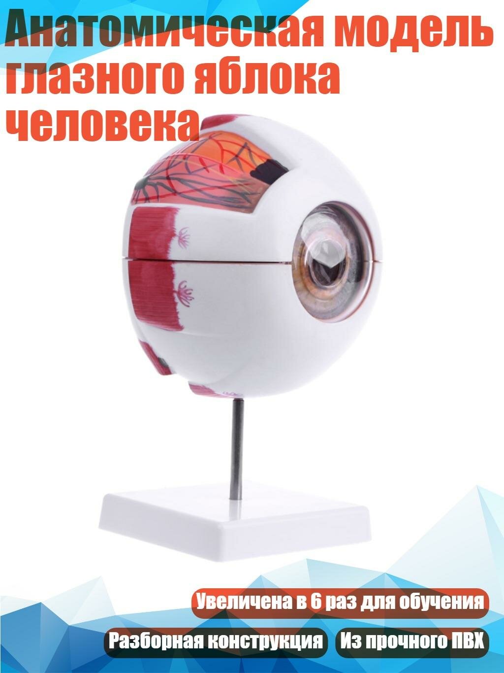 Анатомическая модель глазного яблока человека, Белый