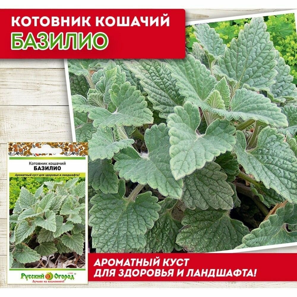 Семена Котовник кошачий Базилио