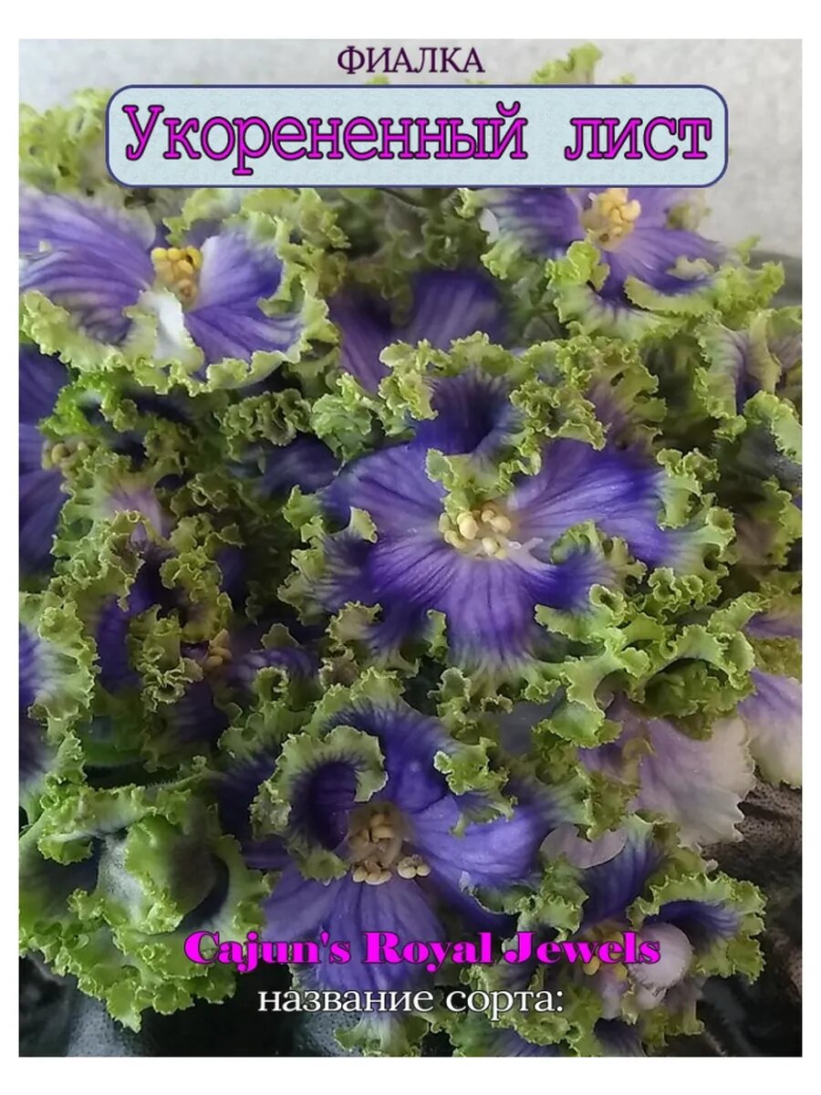 Фиалка живая в горшке комнатная сорт Cajun's Royal Jewels (укорен. лист) 1 штука