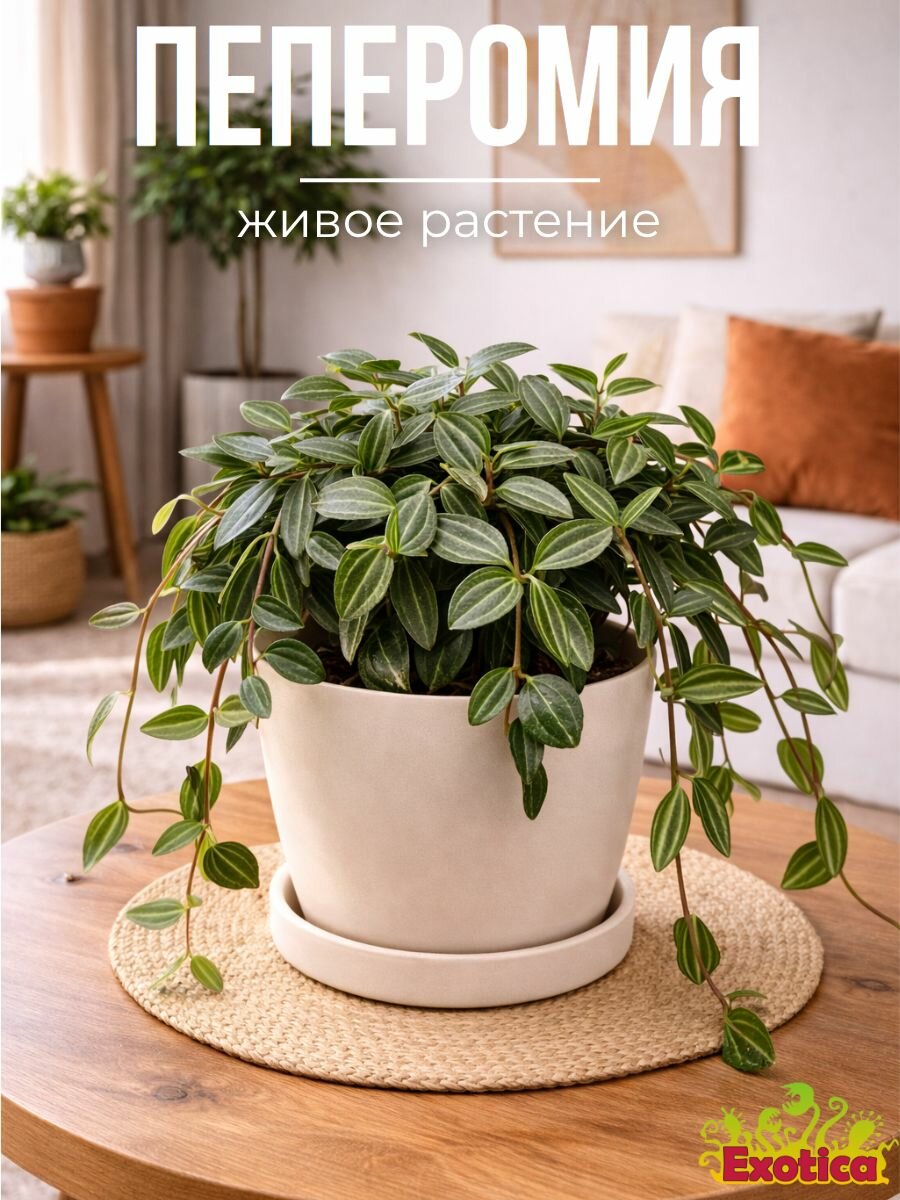 Пеперомия Ангулата Рокка Скуро (Peperomia Angulata Rocca Scuro) D11см, живой цветок