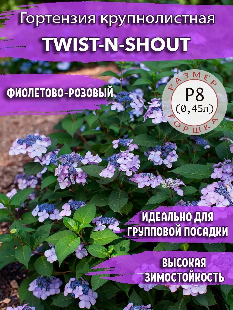 Гортензия крупнолистая Twist-n-Shout, розовая, белая, фиолетовая