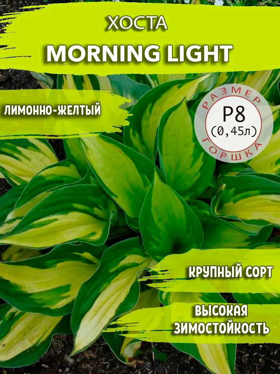 Хоста Morning Light