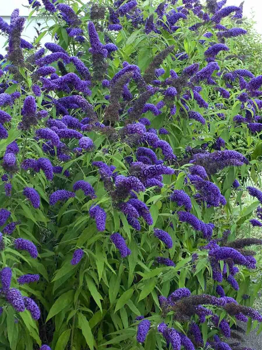 Буддлея давида Empire Blue — фото 1