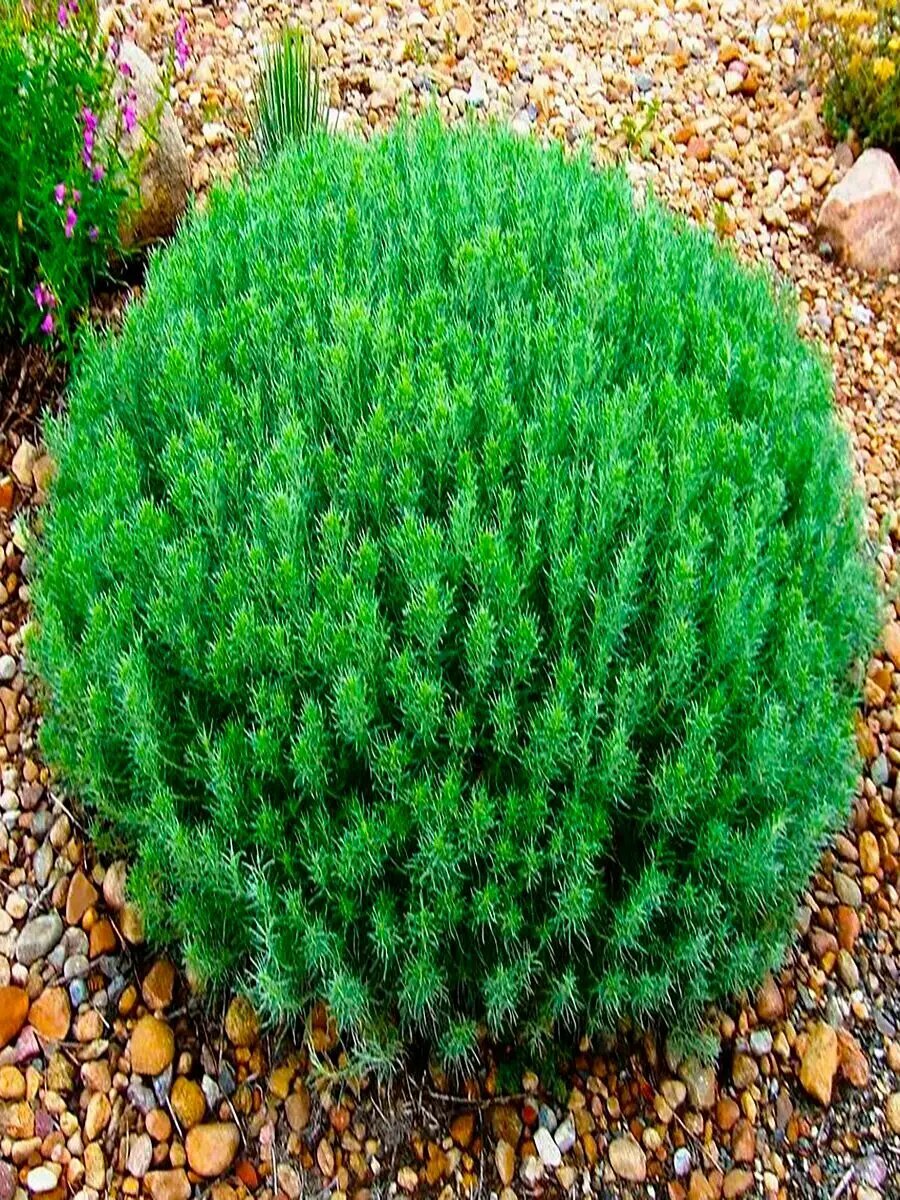 Тимьян обыкновенный Fredo