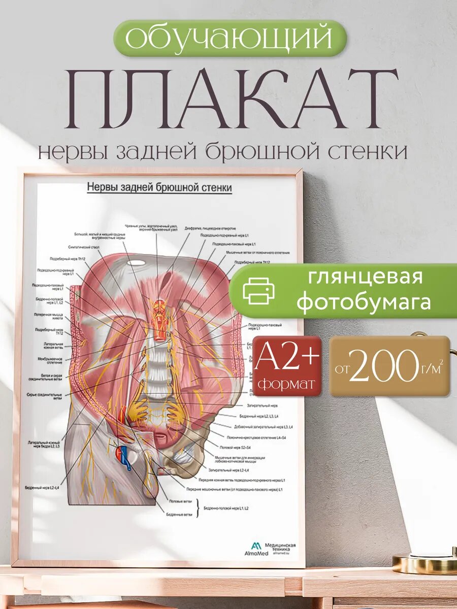 Нервы задней брюшной стенки, плакат глянцевый А2+, плотная фотобумага от 200г/м2